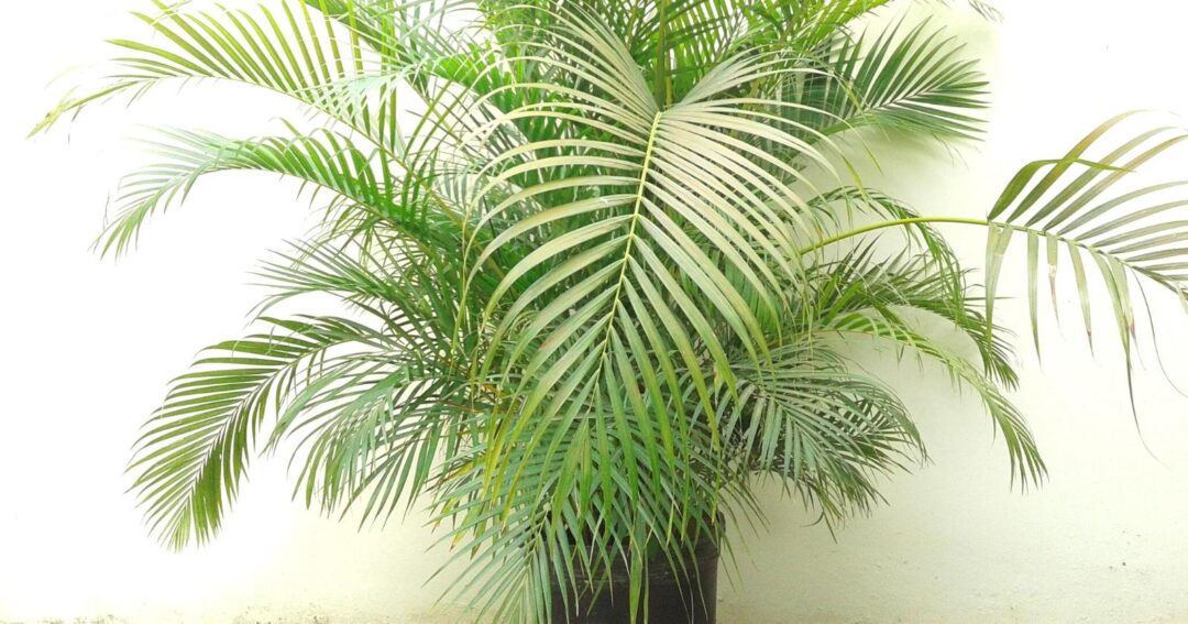 20 Types of Indoor Palm Trees With Names and Pictures