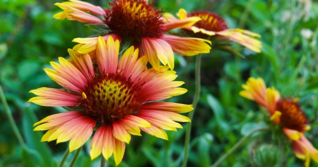 31 Perennials That Will Grow in Hardiness Zone 6