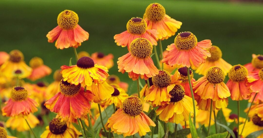 31 Perennials That Will Grow in Hardiness Zone 6