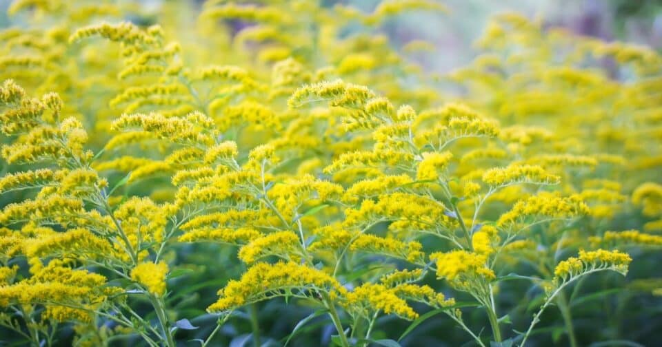 31 Perennials That Will Grow in Hardiness Zone 6