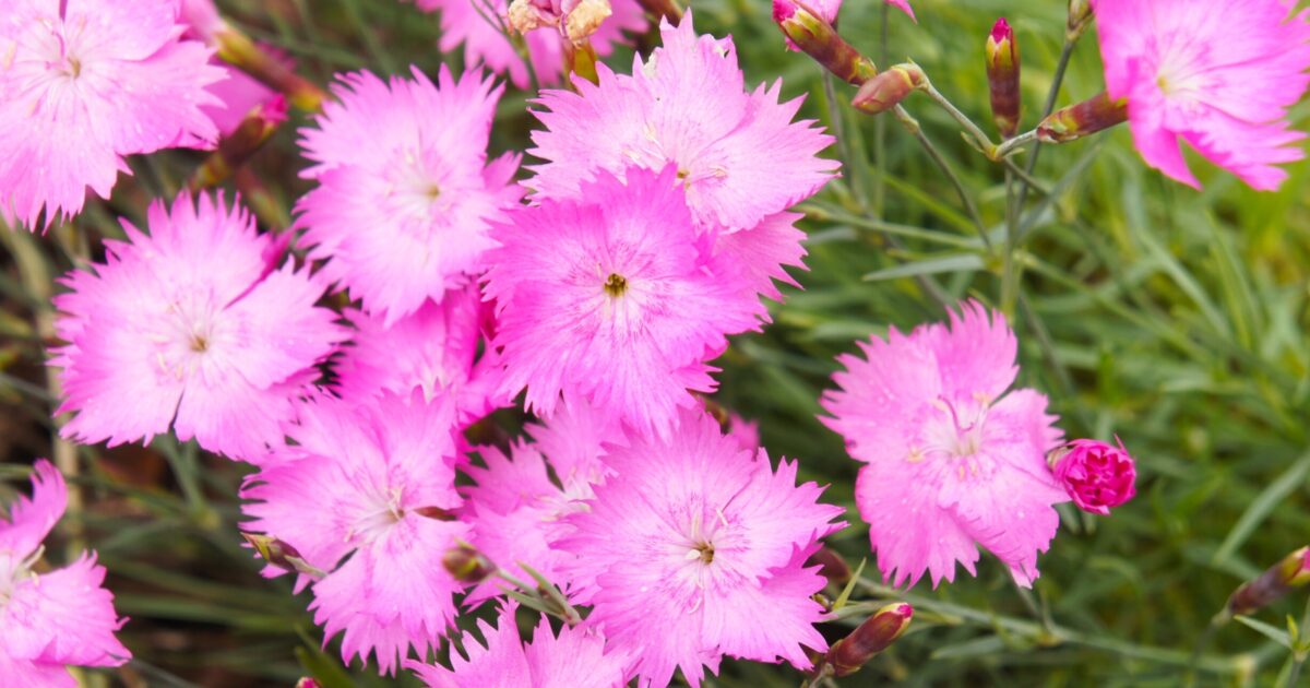 37 Low Growing Perennial Plants For Garden Edges & Borders