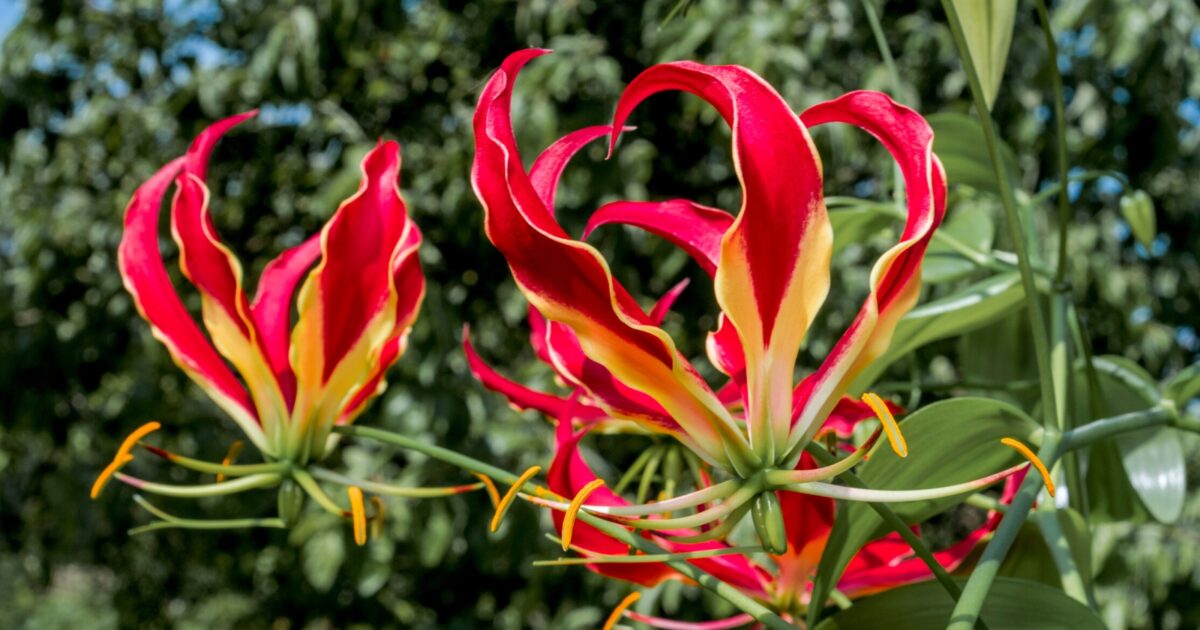 29 Rare Flowers With Names and Pictures