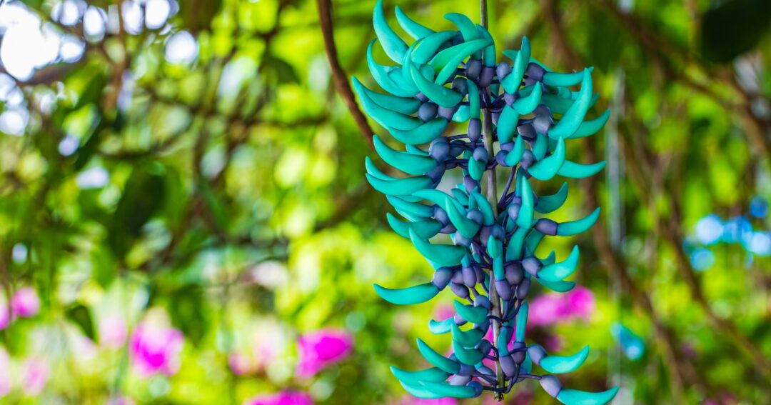 29 Rare Flowers With Names and Pictures